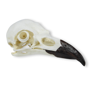Common raven skull (Corvus corax)