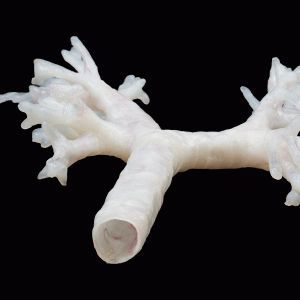 SynDaver Trachea
