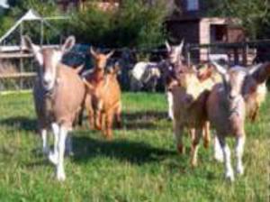 Disbudding of Kid Goats