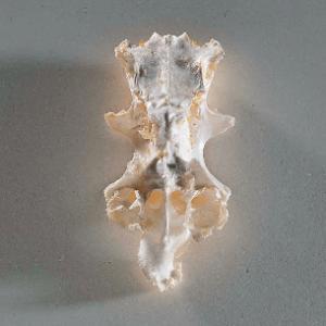 Ward's Freeze-Dried Dogfish Chondrocranium