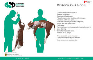 Dystocia Calf Model