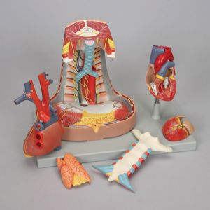 Altay Human Mediastinum Model
