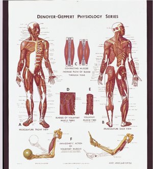 Human Physiology Chart Series: Muscular System