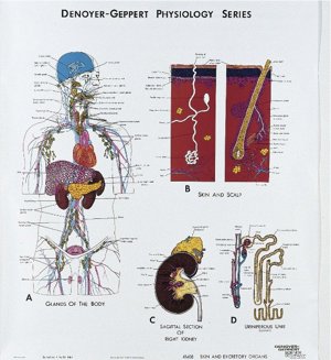 Human Physiology Chart Series: Glands, Skin and Excretory Organs