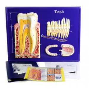 Teeth Model Activity Set