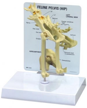 Feline Pelvis Model by GPI Anatomicals