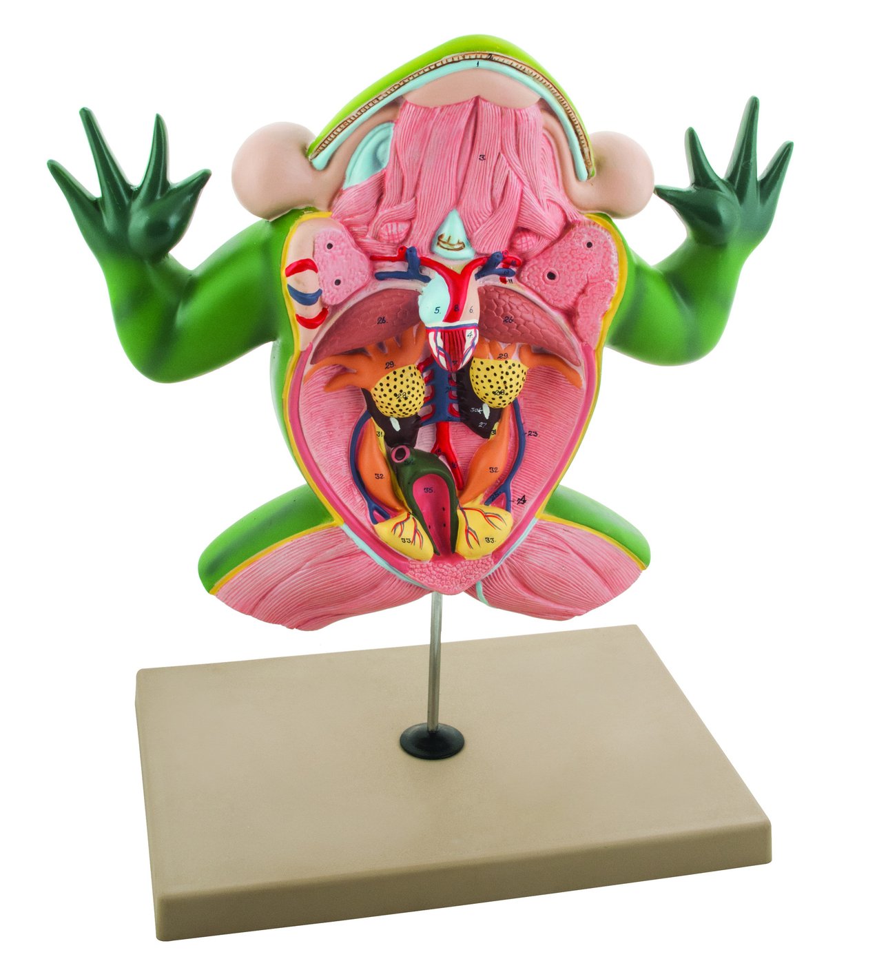 Virtual Frog Dissection Key Lasemprimo