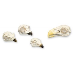 Bird of Prey Skull Kit