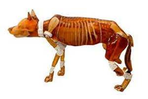 Canine Ultrasound Phantom