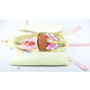 Origami Organelles: Rat Dissection