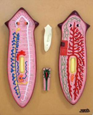 Planarian Model