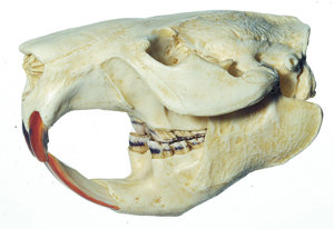 Somso Beaver Skull
