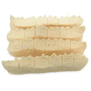 Replacement Teeth for Equine Skull & Teeth Model
