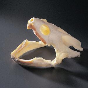Snapping Turtle Skull